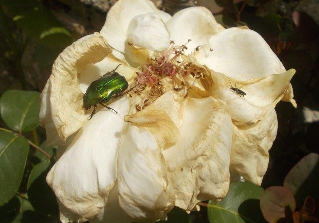 Il gazzilloro sulla rosa bianca appassita | Andrea Pagliantini